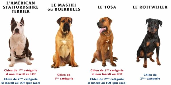 Attestation d'Aptitude - Chiens de catégorie
